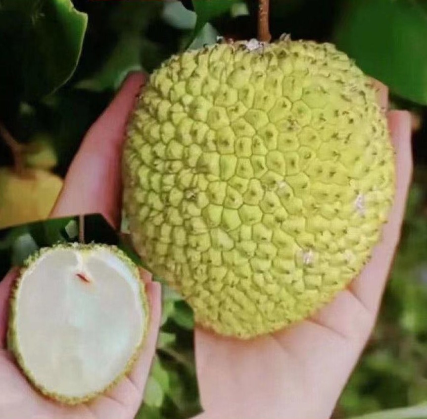 Thai Seedless Lychee (泰国无核荔枝) - Exotic Tree Seller