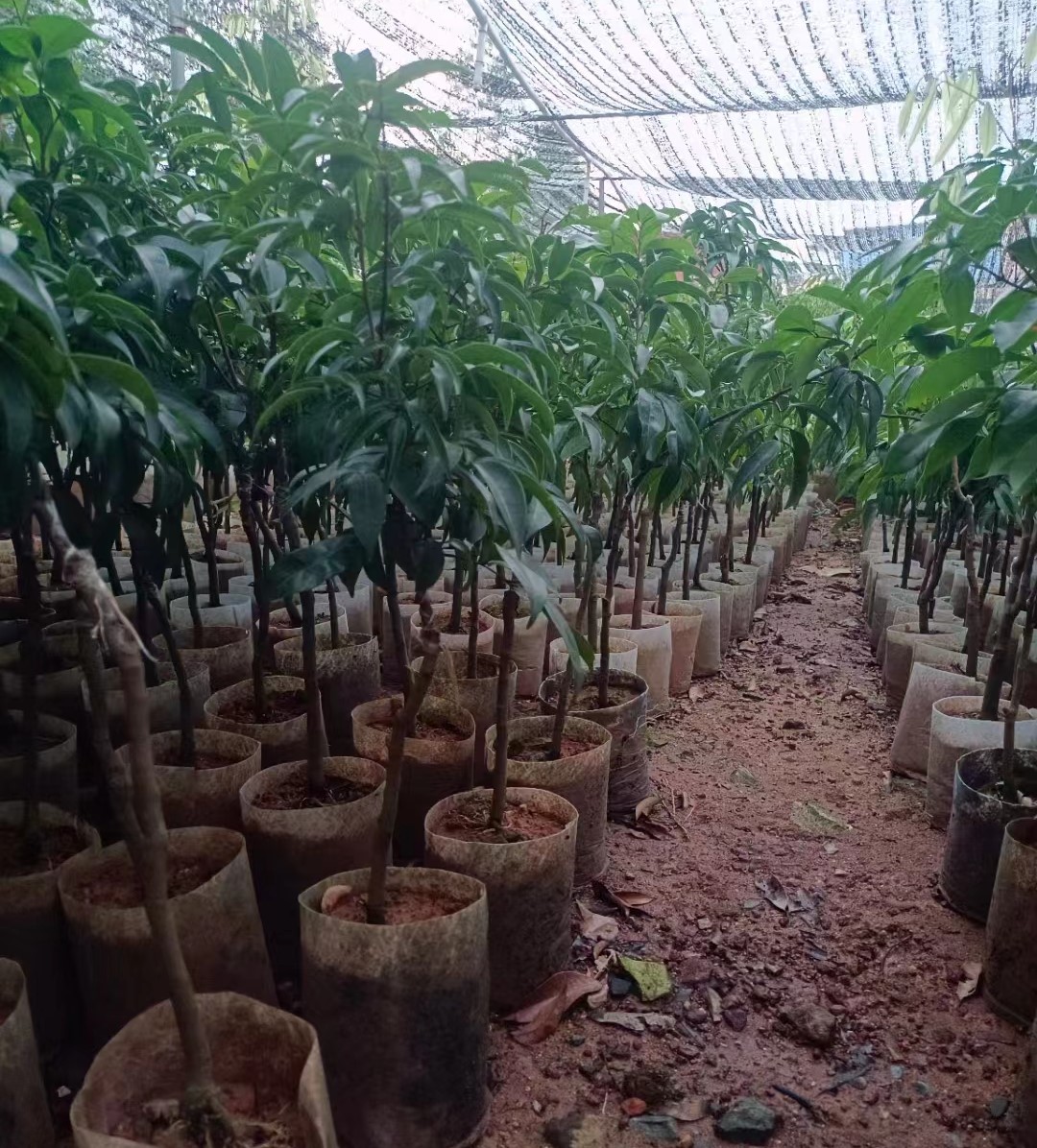 Thai Seedless Lychee (泰国无核荔枝) - Exotic Tree Seller