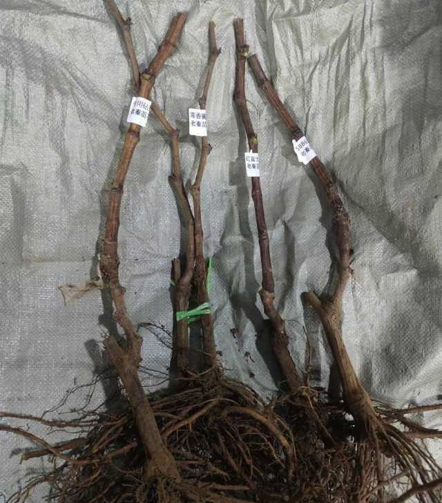 Queen Nina Grape (妮娜皇后葡萄) - Exotic Tree Seller