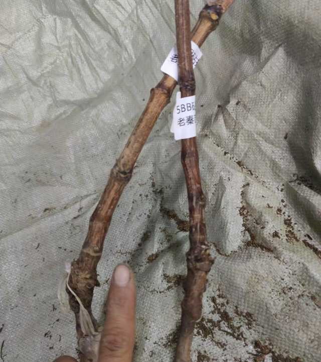 Queen Nina Grape (妮娜皇后葡萄) - Exotic Tree Seller