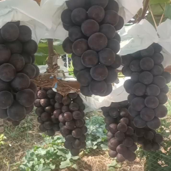 Black Emperor Seedless Grape Vine (黑皇无核葡萄苗) - Exotic Tree Seller