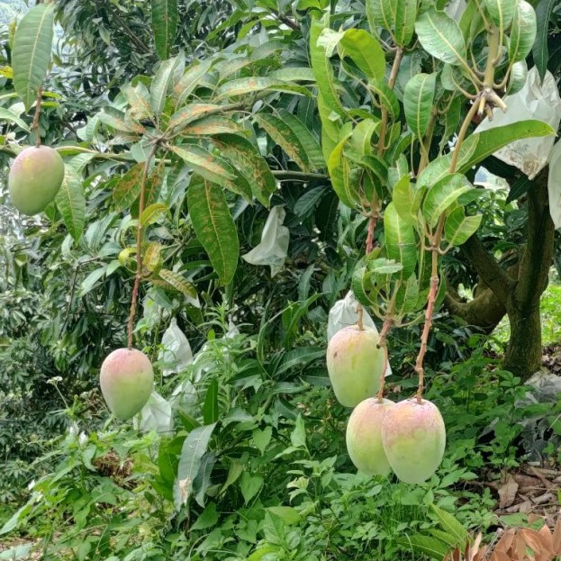 Taichung No. 1 Mango (台中1号芒果) - Exotic Tree Seller