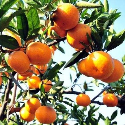 Daya Tangerine (大雅柑桔) - Exotic Tree Seller