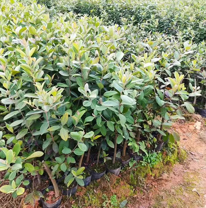 Rose Myrtle (桃金娘 山捻子) - Exotic Tree Seller