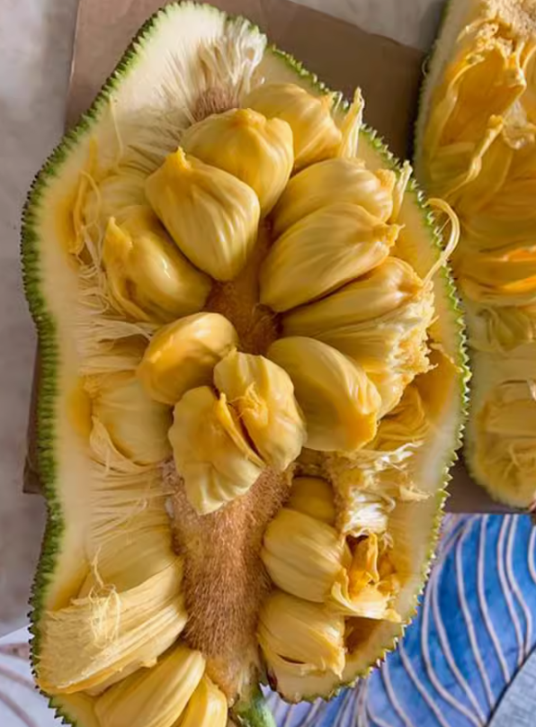 Chempedak Tree (榴莲蜜) - Exotic Tree Seller