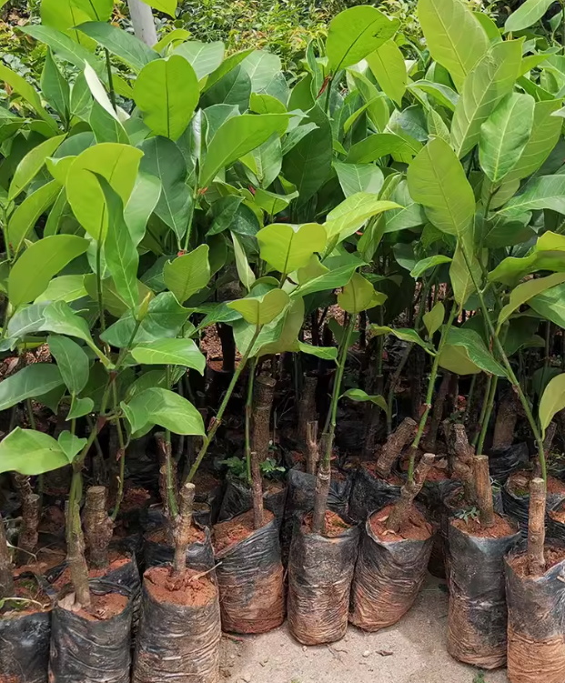 Chempedak Tree (榴莲蜜) - Exotic Tree Seller