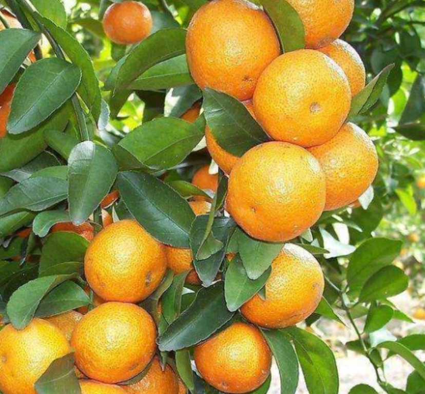 Sihui Shatangju Mandarin (四会沙糖桔) - Exotic Tree Seller