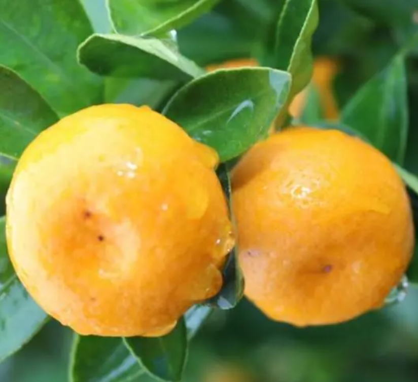 Sihui Shatangju Mandarin (四会沙糖桔) - Exotic Tree Seller