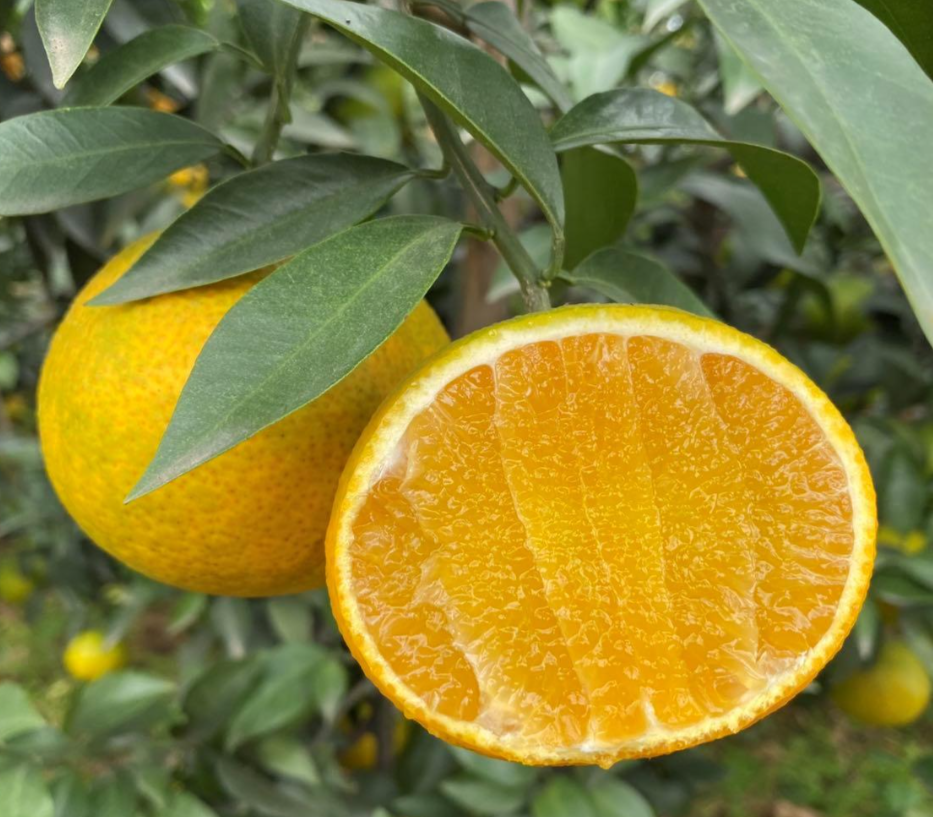 Ehime 38 Jelly Orange (爱媛38果冻橙) - Exotic Tree Seller