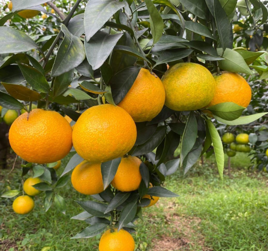 Ehime 38 Jelly Orange (爱媛38果冻橙) - Exotic Tree Seller