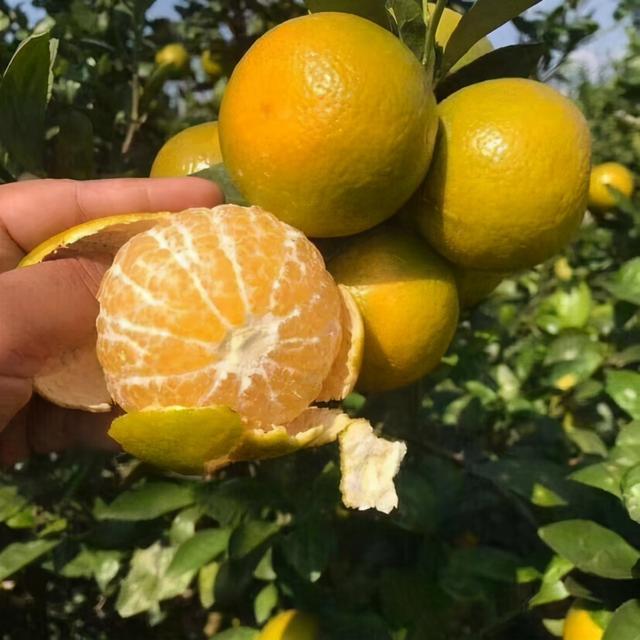 Emperor Mandarin (皇帝柑) - Exotic Tree Seller