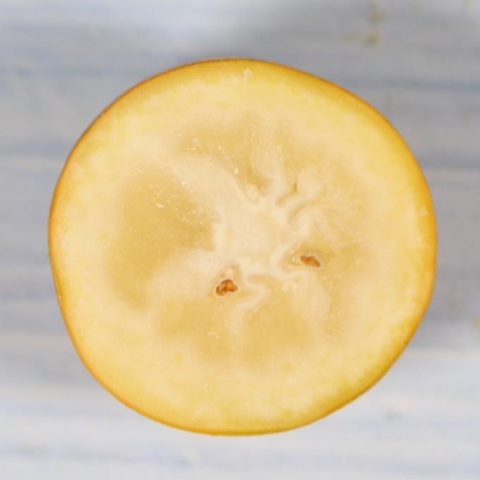 Smooth-skinned Kumquat (滑皮金桔) - Exotic Tree Seller