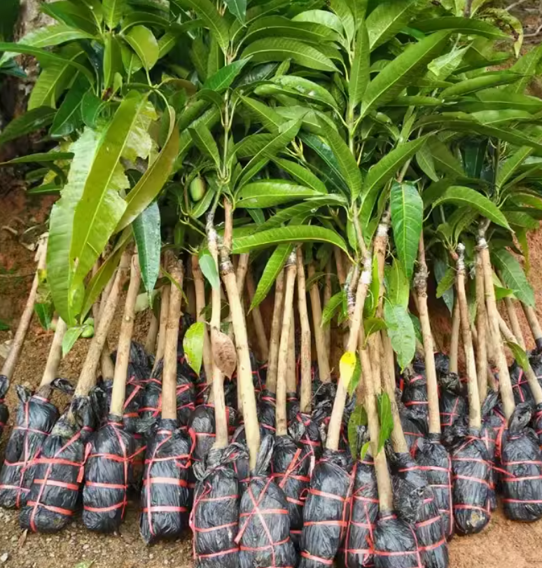 Yuwen 6 (玉文6号芒果) - Exotic Tree Seller