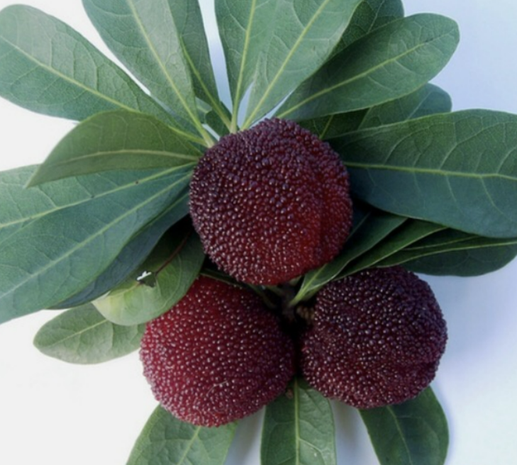 Black Crystal Yangmei (黑晶杨梅) - Exotic Tree Seller