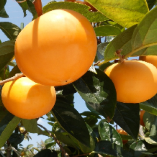 Reitama Sweet Persimmon (丽玉甜柿) - Exotic Tree Seller