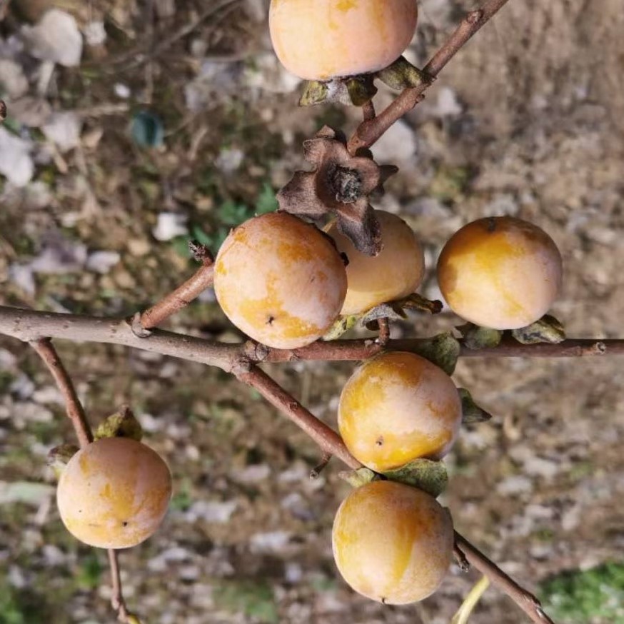 Small Fruit Sweet Persimmon (小果甜柿) - Exotic Tree Seller