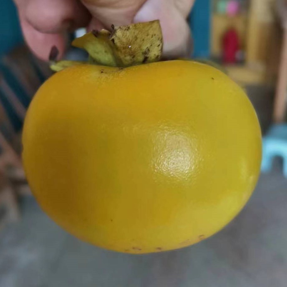 Small Fruit Sweet Persimmon (小果甜柿) - Exotic Tree Seller