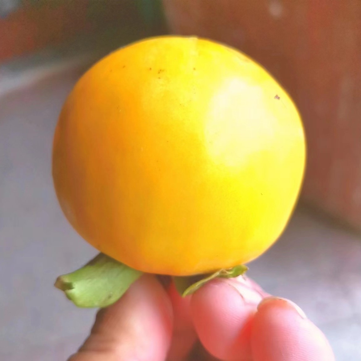 Small Fruit Sweet Persimmon (小果甜柿) - Exotic Tree Seller