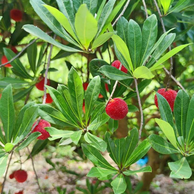 Rose Red Yangmei (玫瑰红杨梅) - Exotic Tree Seller