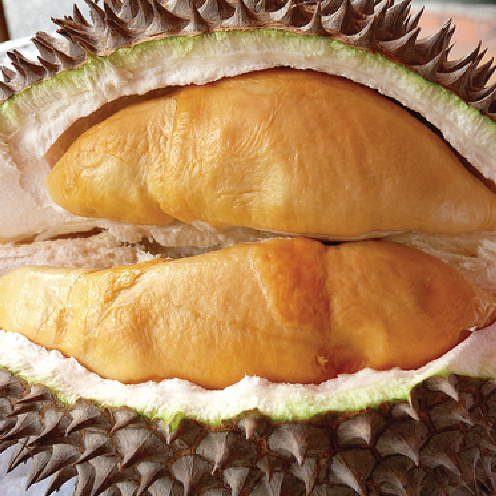 D175 Red Prawn Durian (红虾榴莲) - Exotic Tree Seller