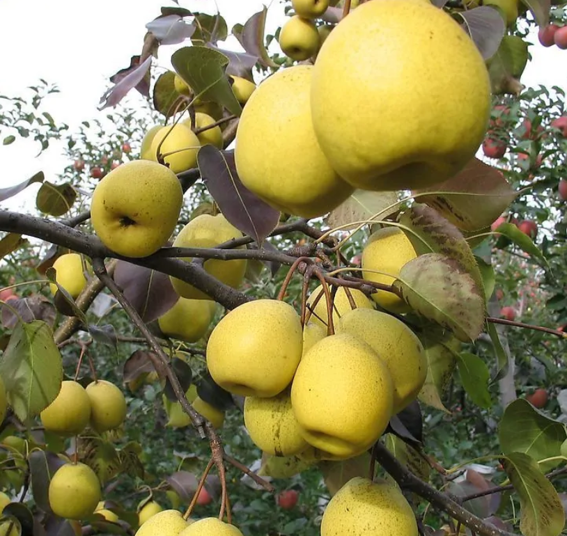 Snowflake Pear (雪花梨) - Exotic Tree Seller
