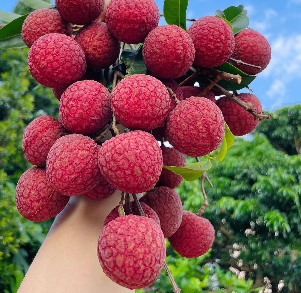 Huai Zhi Lychee (怀枝荔枝) - Exotic Tree Seller