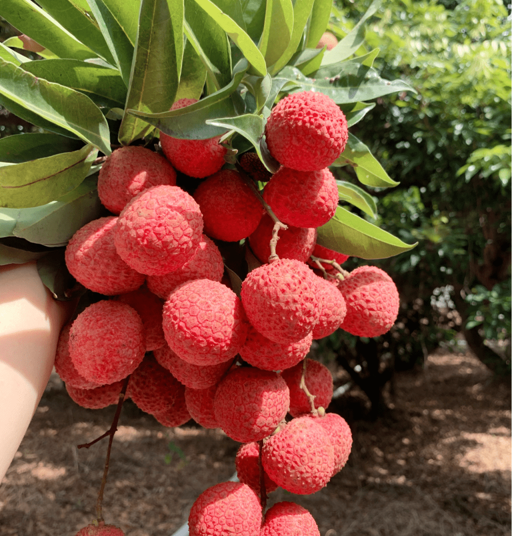 Crystal Ball Lychee (水晶球荔枝) - Exotic Tree Seller