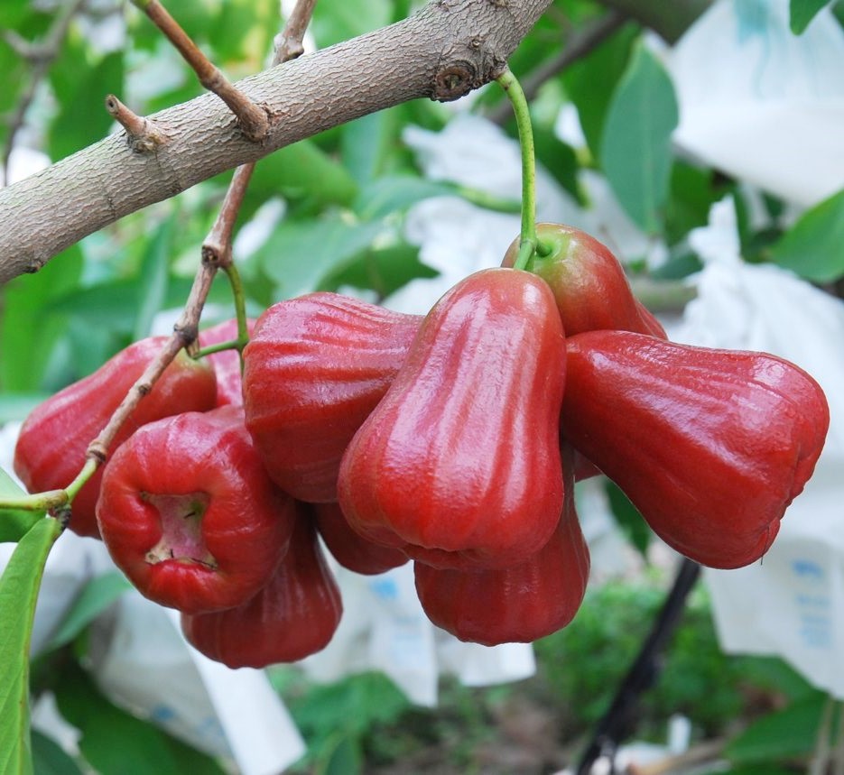 Missile Wax Apple (飞弹莲雾) - Exotic Tree Seller