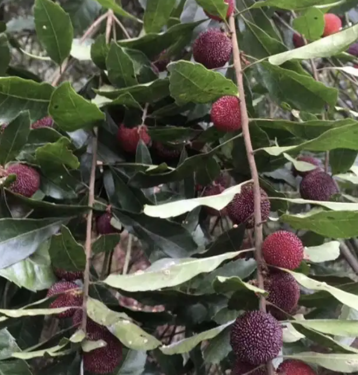 Ye Xia Cang Yangmei (叶下藏杨梅) - Exotic Tree Seller