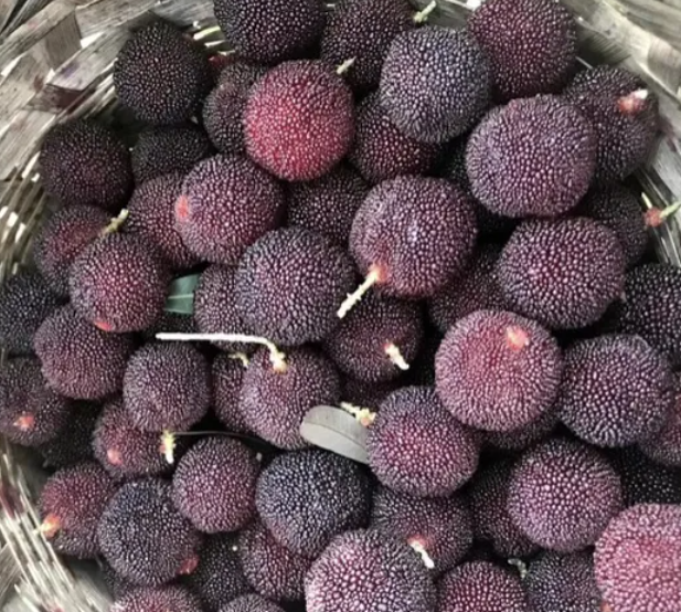 Langdangzi Yangmei (浪荡子杨梅) - Exotic Tree Seller