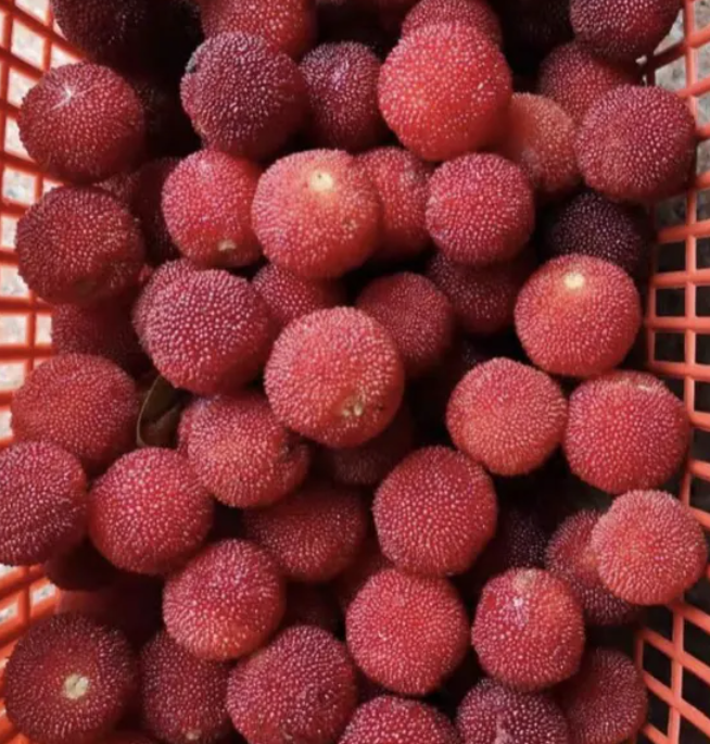 Deep Red Yangmei (深红种杨梅) - Exotic Tree Seller