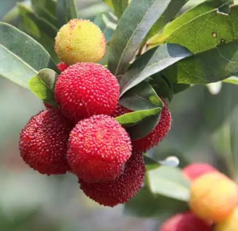 Bicolor Yangmei (二色杨梅) - Exotic Tree Seller