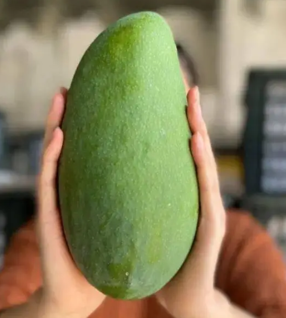 Vietnamese Big Green Mango (越南大青芒) - Exotic Tree Seller