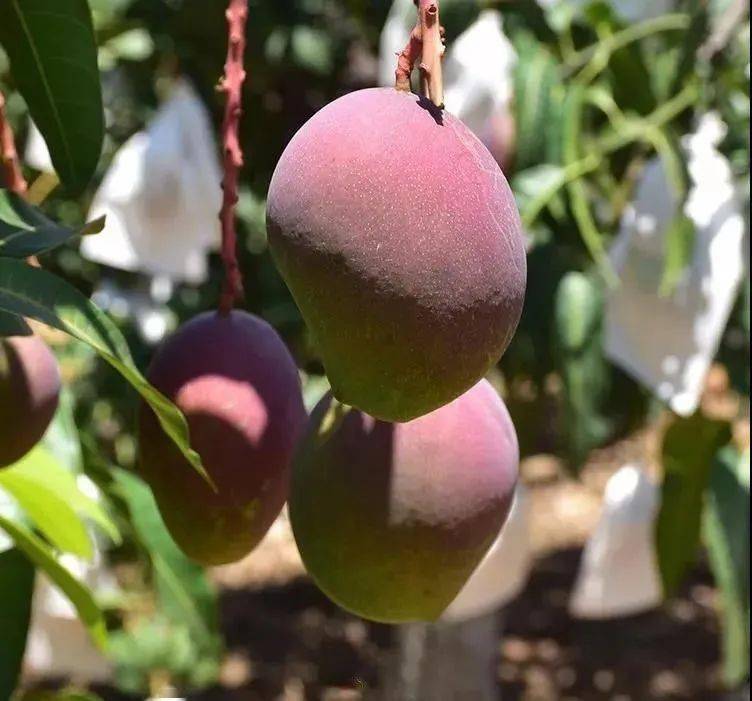 New Century Mango (新世纪芒果) - Exotic Tree Seller