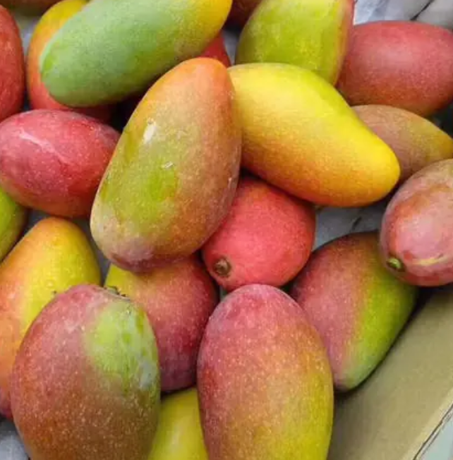 Guixiang (桂香芒果) - Exotic Tree Seller