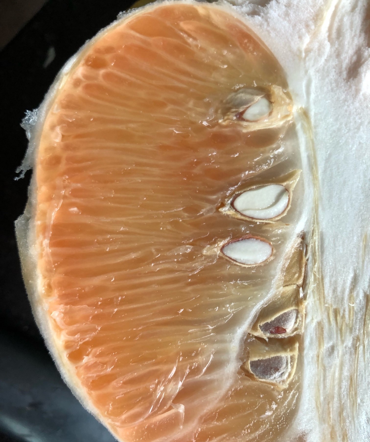 Thai Golden Pomelo (泰国大金柚) - Exotic Tree Seller