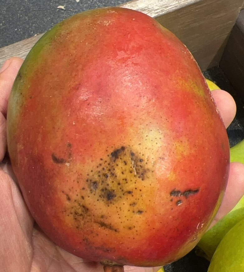 Kensington Pride Mango (肯辛顿骄傲芒果) - Exotic Tree Seller
