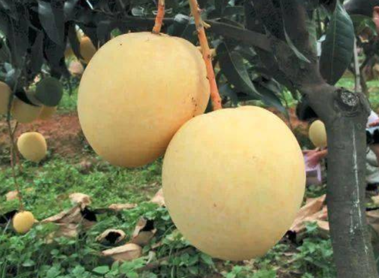 Renong No. 1 Mango (热农1号芒果) - Exotic Tree Seller