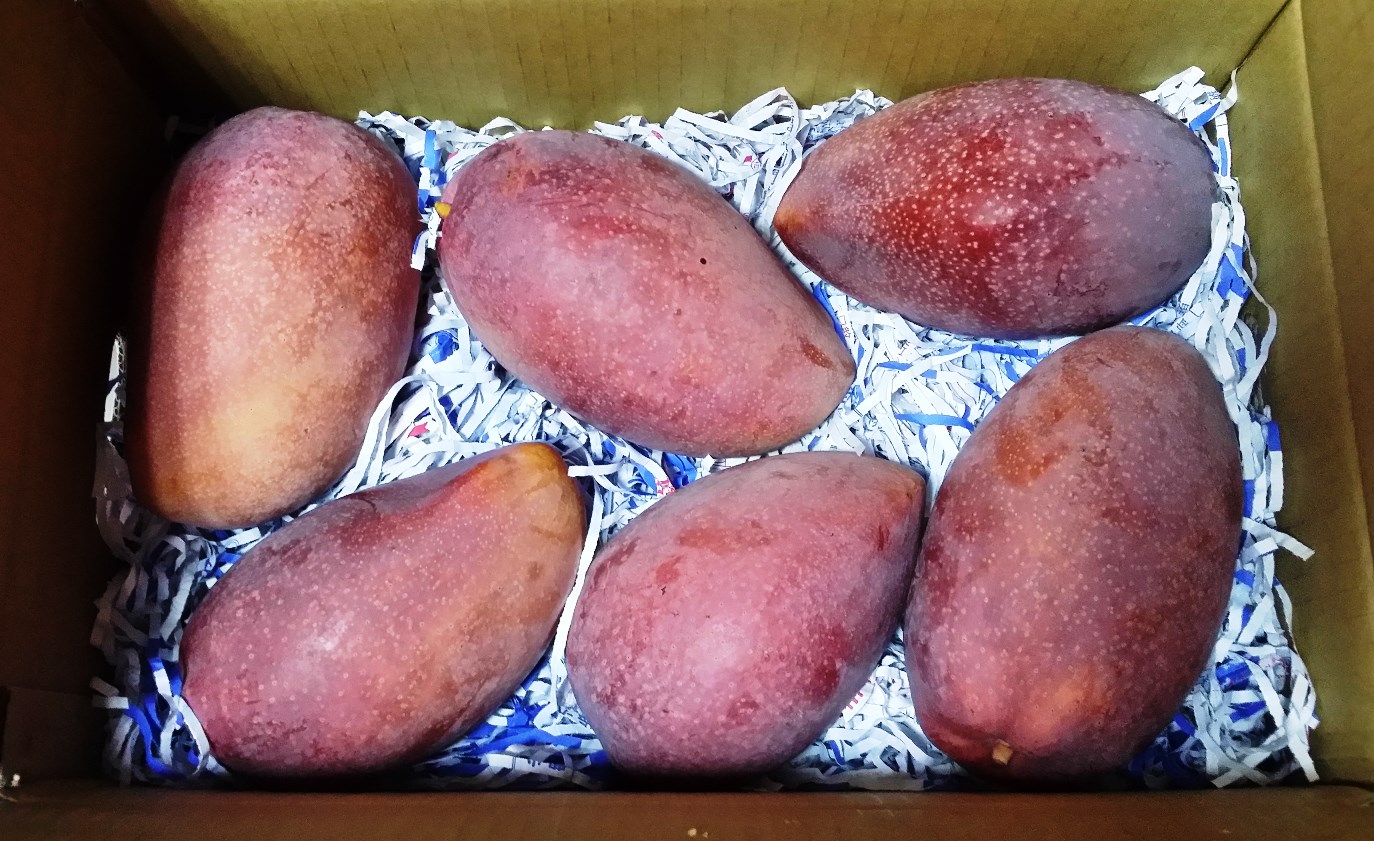 Yuwen No. 6 Mango (玉文6号芒果) - Exotic Tree Seller