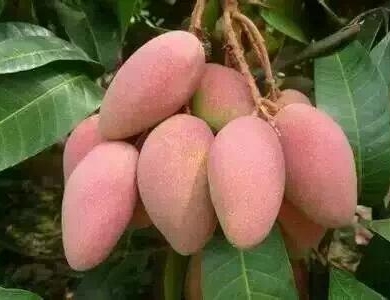 Yuwen No. 6 Mango (玉文6号芒果) - Exotic Tree Seller