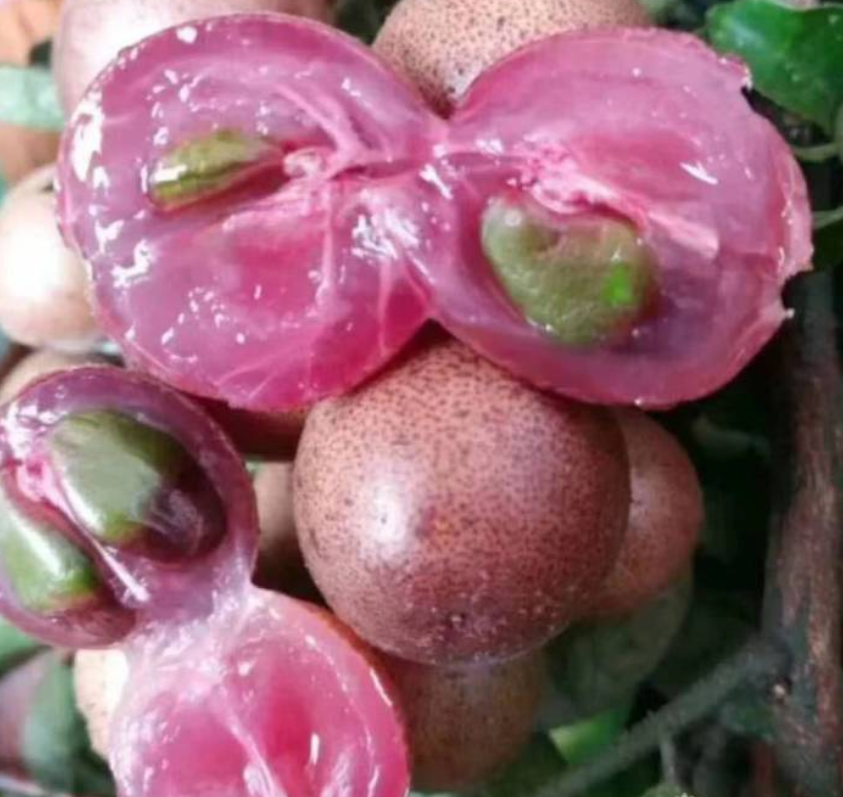 Pink Flesh Wampee (粉肉黄皮) - Exotic Tree Seller