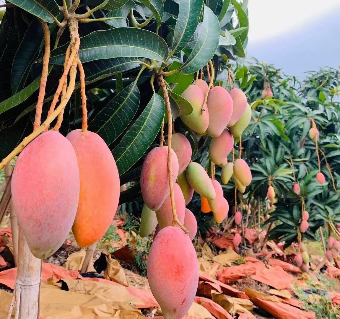 Red Jade Mango (红玉芒果) - Exotic Tree Seller