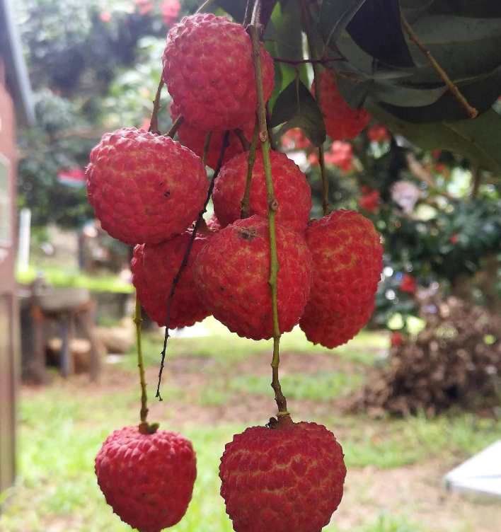 Jing Gang Hong Nuo Lychee (井岗红糯荔枝) - Exotic Tree Seller