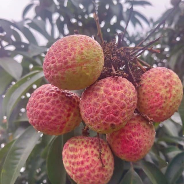 Xian Tao Lychee (仙桃荔枝) - Exotic Tree Seller
