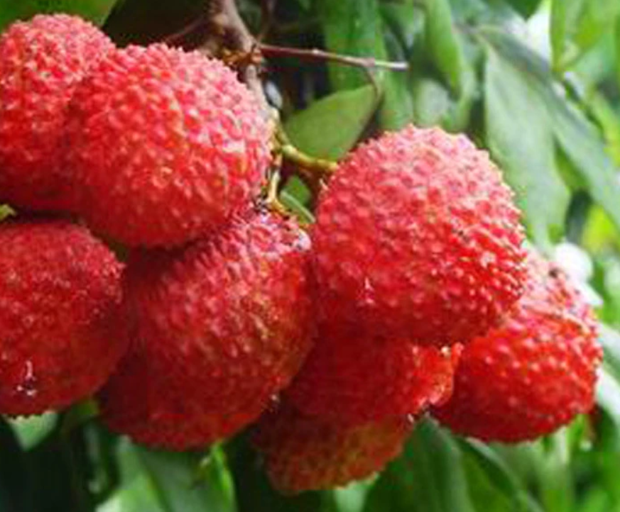 Da Ding Xiang Lychee (大丁香荔枝) - Exotic Tree Seller
