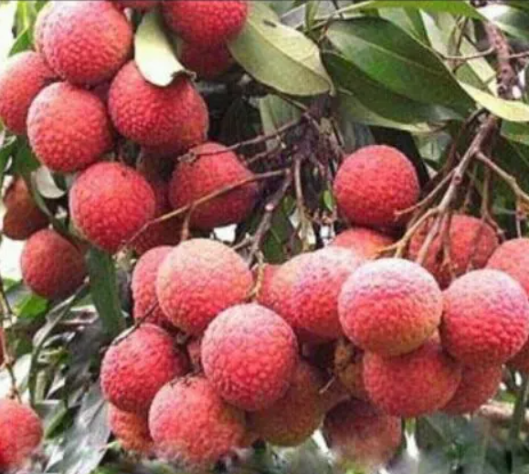 Shang Shu Huai Lychee (尚书怀荔枝) - Exotic Tree Seller
