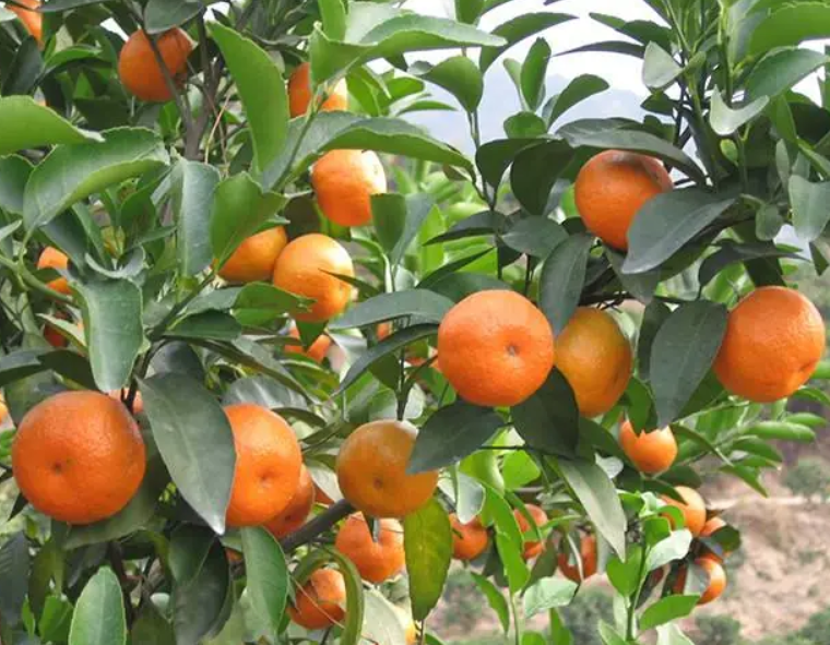 Seedless Shatang Mandarin (郁南无核沙糖桔) - Exotic Tree Seller