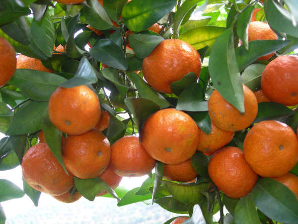 Seedless Shatang Mandarin (郁南无核沙糖桔) - Exotic Tree Seller
