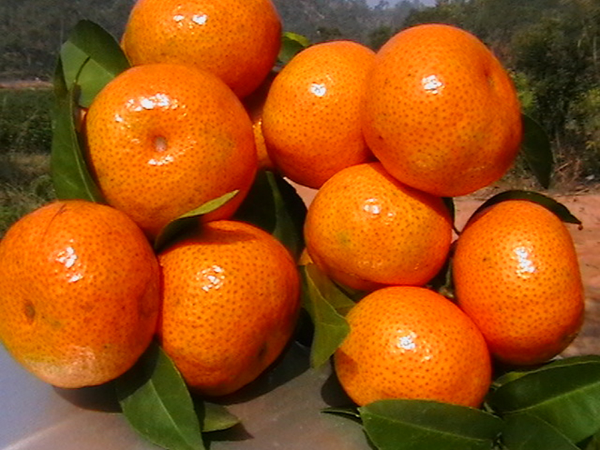 Seedless Shatang Mandarin (郁南无核沙糖桔) - Exotic Tree Seller