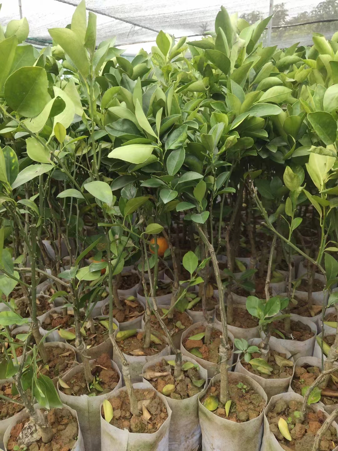 Seedless Shatang Mandarin (郁南无核沙糖桔) - Exotic Tree Seller